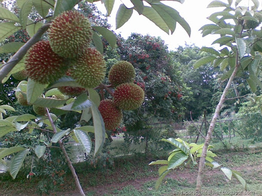 Singapore Plants Lover: Rambutan Tree @ Bottle Tree Park